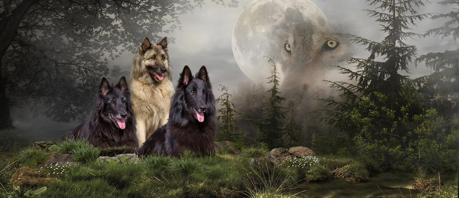 Herzlich Willkommen bei das-Tierbild.de